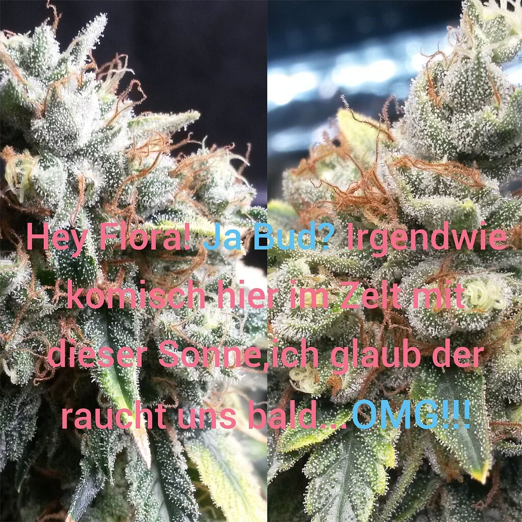 VOTING: Weed-Porn Contest #1 - Weed Porn - Grow Forum - Grow Guru Community